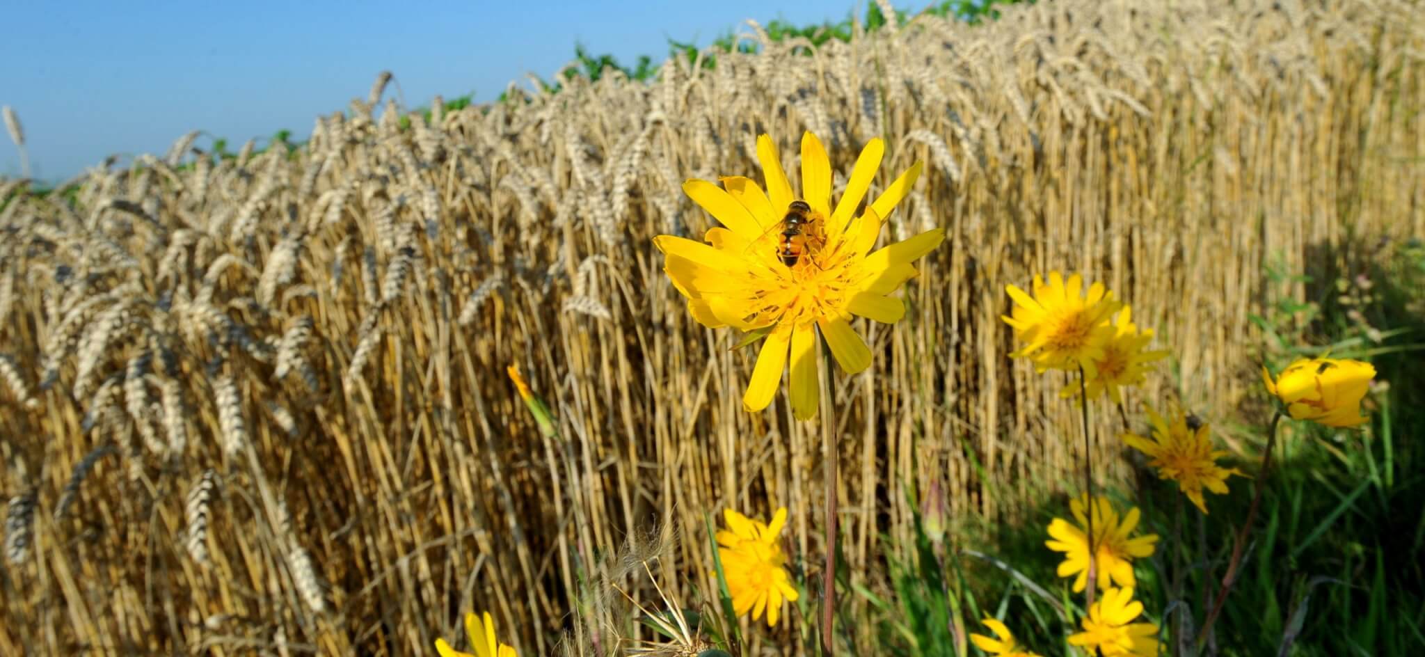 Výzkum a vzdělávání - Školní zemědělský podnik Žabčice